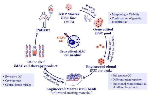 Combatting Solid Tumours With iPSC-Derived Macrophage (iMAC) Cell Therapy