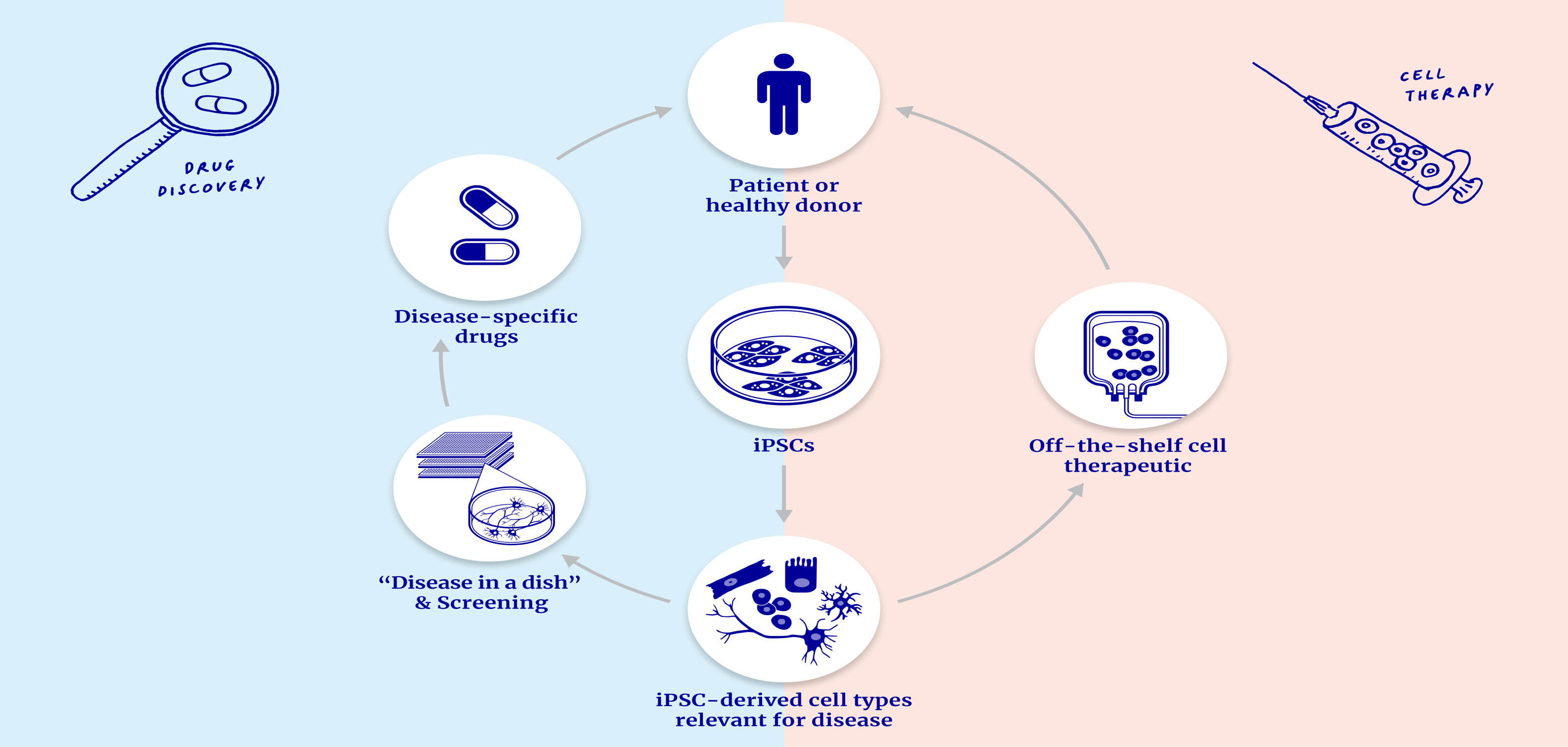 World-leading iPSC Platform for Drug Discovery and Cell Therapy