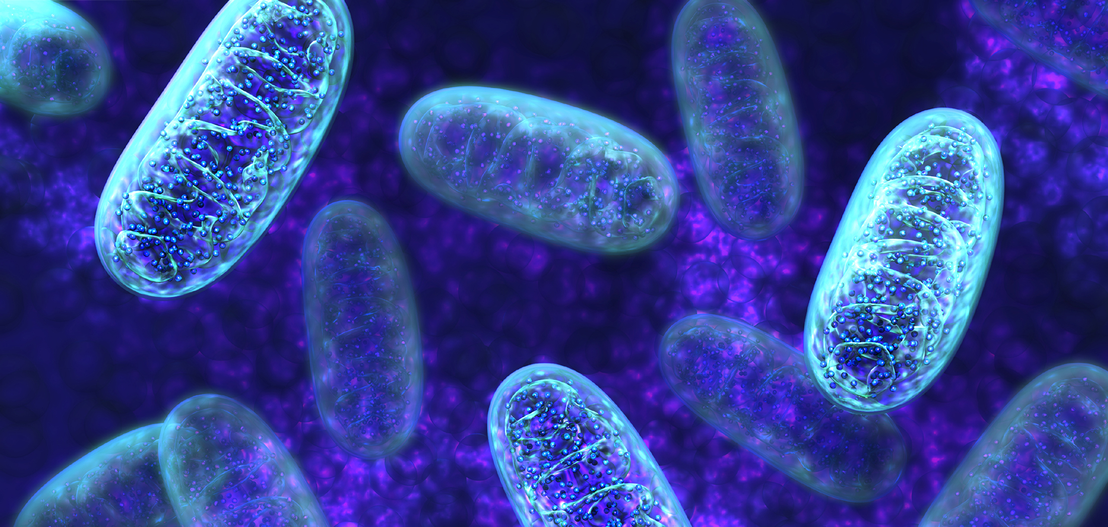 Shining a Spotlight on the Mighty Mitochondria
